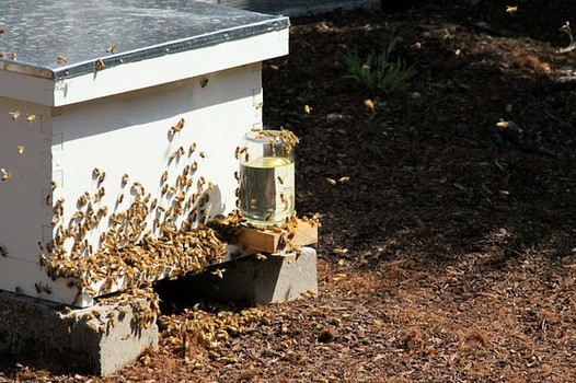 Beekeeping 101